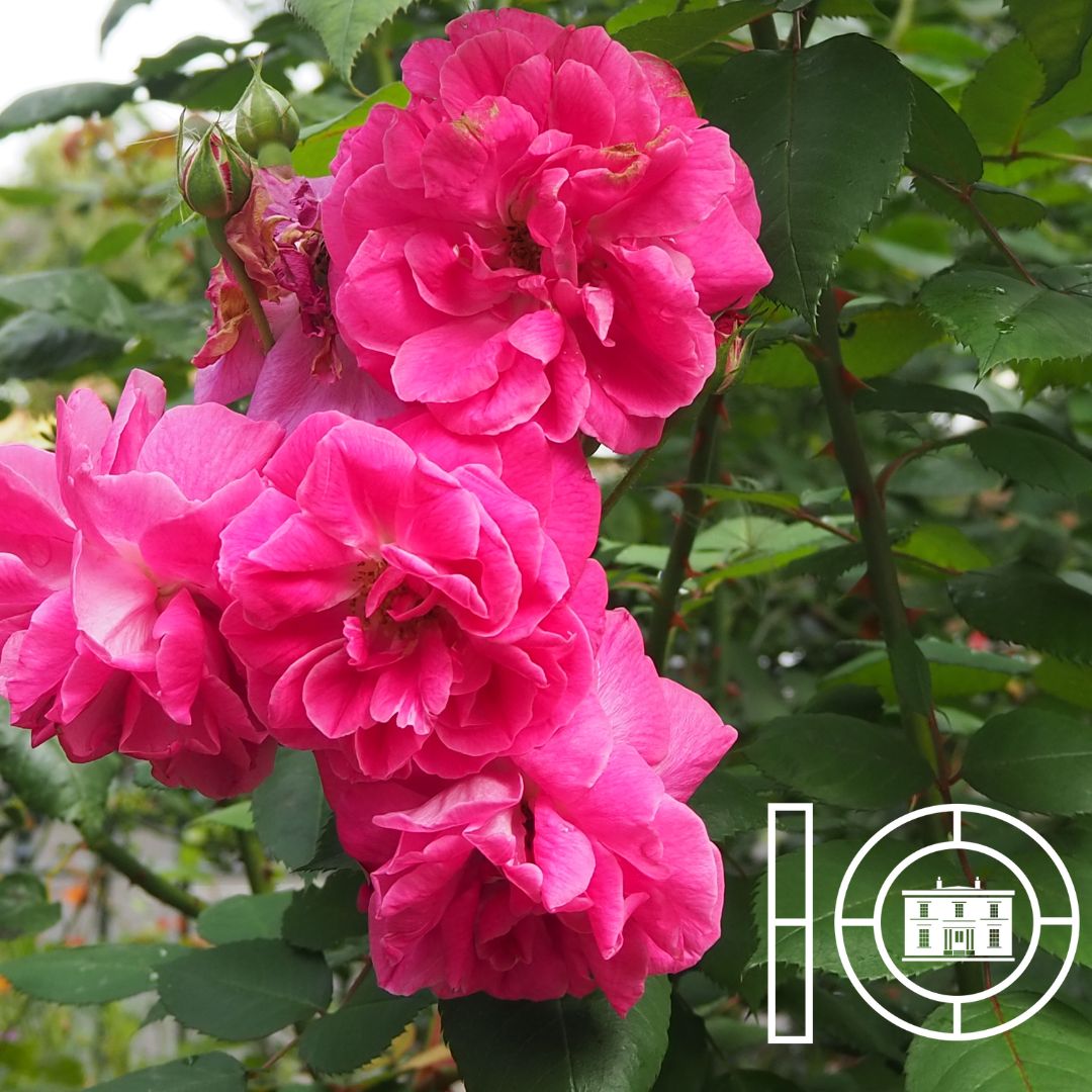 Online Talk: Valentine’s Day – Jane Austen, Charlotte Brontë and ...